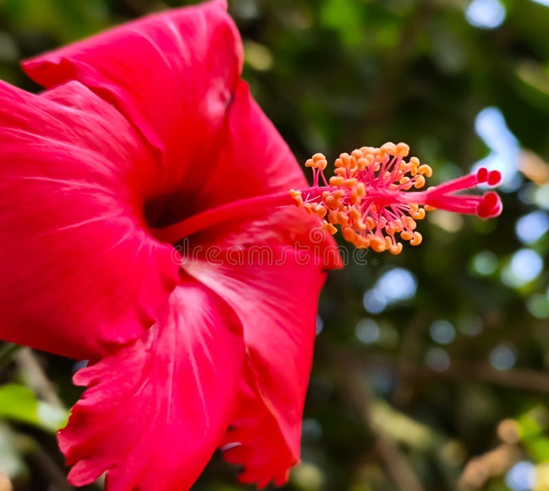 Picture of a Beautiful Hibiscus Flower Stock Photo - Image of outdoor ...