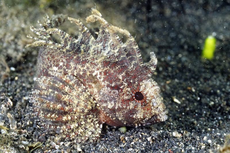 A picture of a leaf fish stock image. Image of fish - 223963575