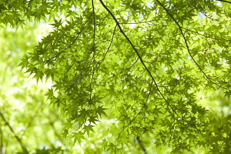 Fresh Green of Maple Leaves in Spring Stock Photo - Image of plants ...