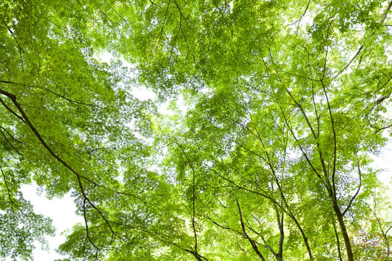 Fresh Green of Maple Leaves in Spring Stock Photo - Image of ...