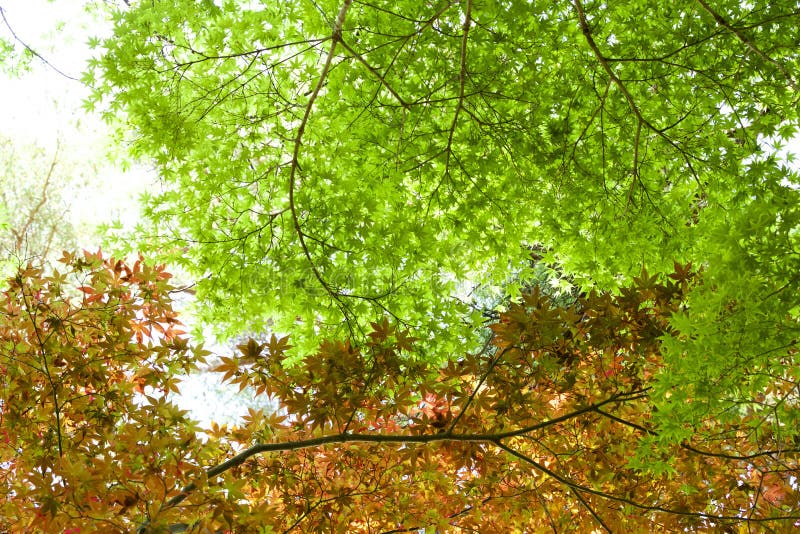 Fresh Green of Maple Leaves in Spring Stock Image - Image of ...