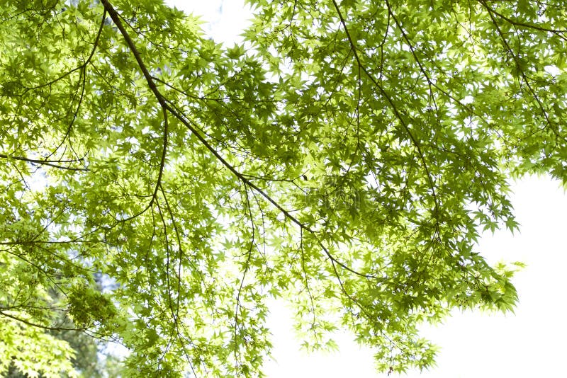 Fresh Green of Maple Leaves in Spring Stock Photo - Image of growth ...