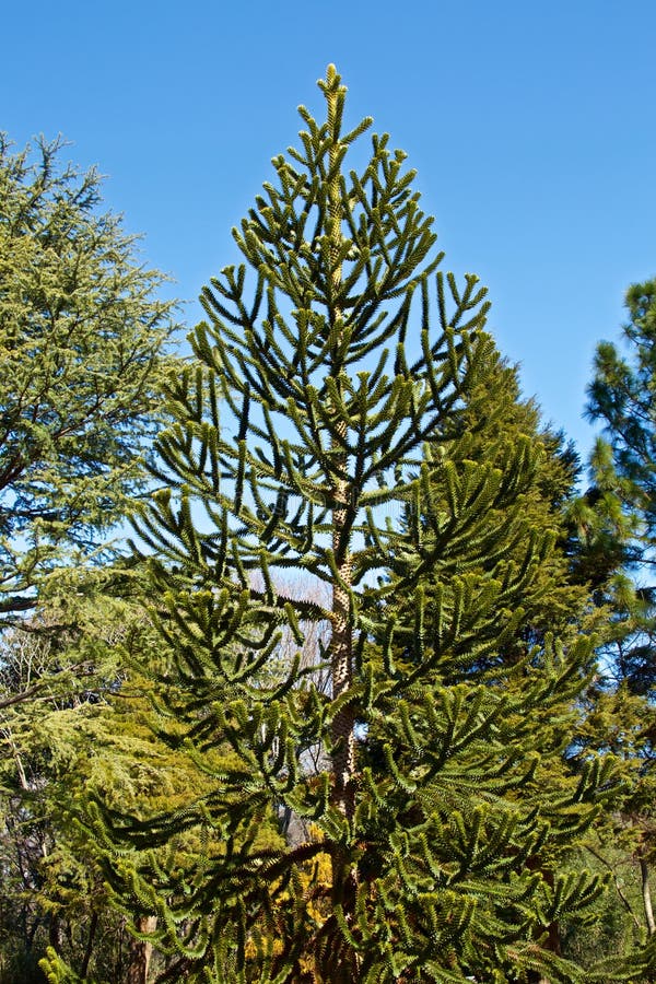Beautifully Shaped Beautiful Monkey Puzzle Tree. Stock Photo - Image of ...