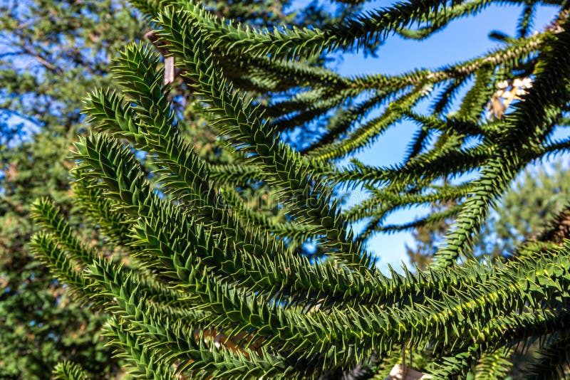 Beautifully Shaped Beautiful Monkey Puzzle Tree. Stock Photo - Image of ...