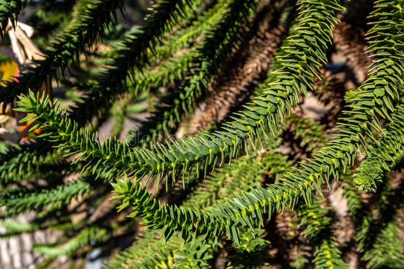 Beautifully Shaped Beautiful Monkey Puzzle Tree. Stock Photo - Image of ...