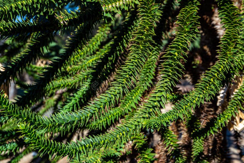 Beautifully Shaped Beautiful Monkey Puzzle Tree. Stock Image - Image of ...