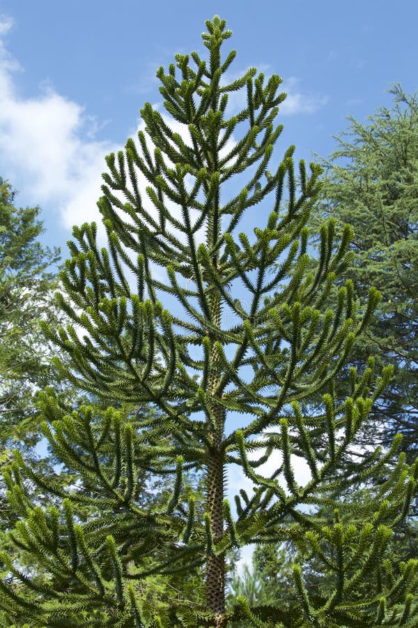 Monkey puzzle tree stock image. Image of chilean, green - 122514671