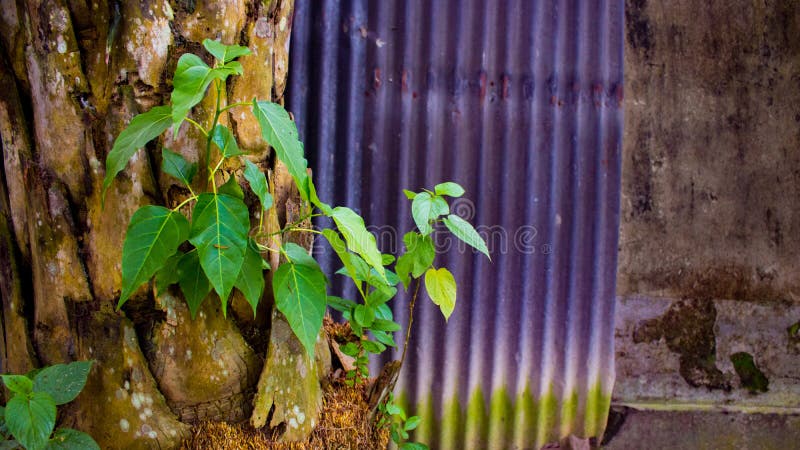 Beautiful Tree Potato Leaves. the Name of Dioscorea Alata ...