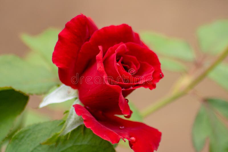 Red rose bud stock image. Image of outdoors, bloom, nature - 124516843