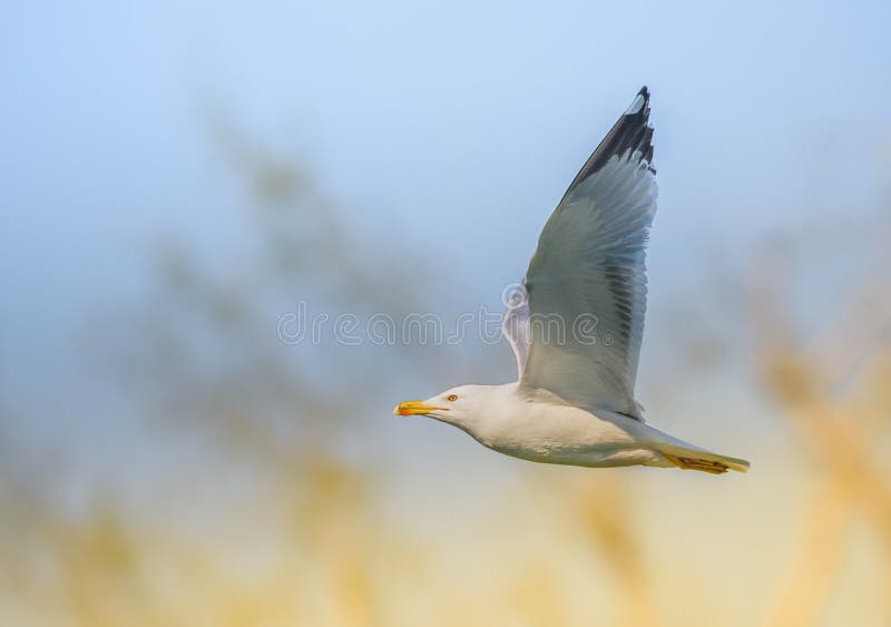 White kingfisher in flight stock photo. Image of fluffy - 143730858