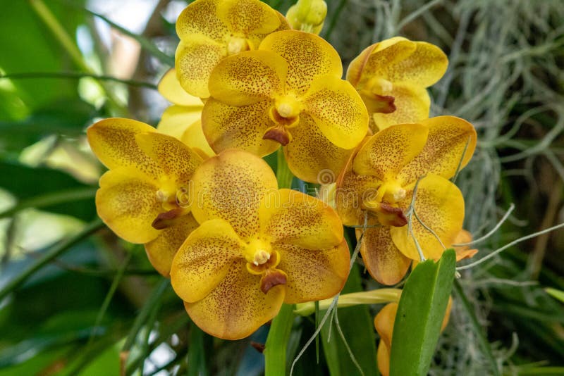 Yellow orchids stock photo. Image of flower, green, botany - 128023262
