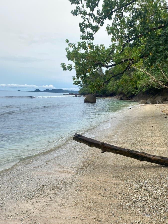 Picture of the Beauty of the Beach with Old Tree Trunks Stock Image ...