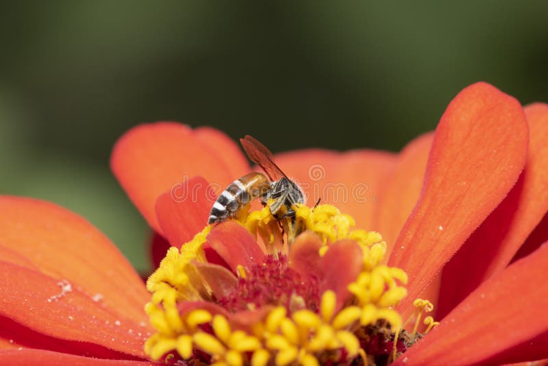Picture of Bee or Honeybee on the Red Purple or Red Flower Stock Image ...