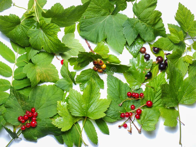 Picture of Berries and Leaves on a White Background Stock Photo - Image ...