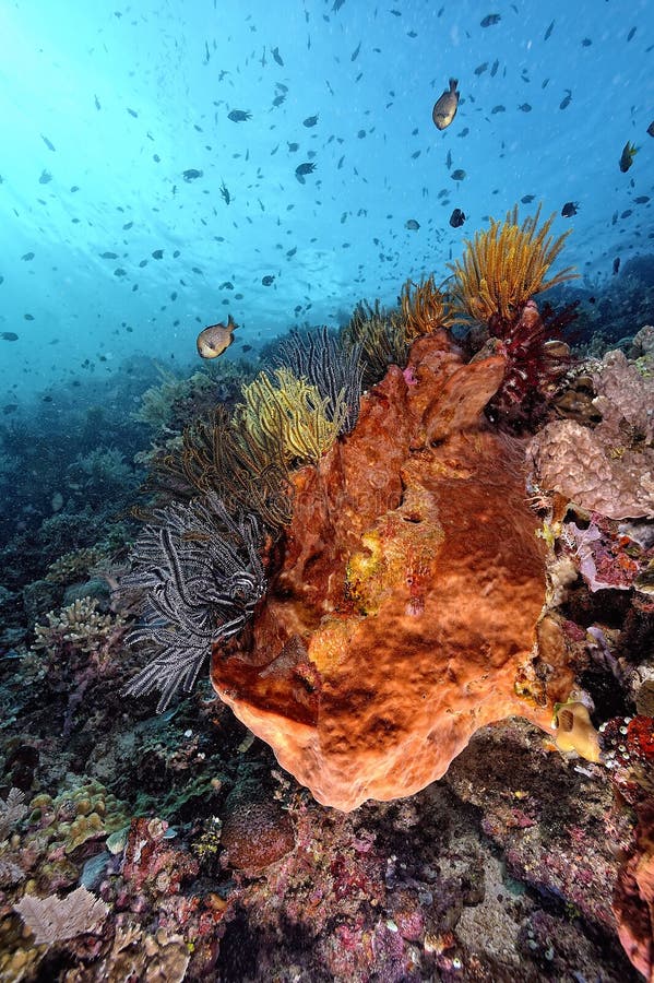 A picture of a big sponge stock image. Image of dive - 218858873