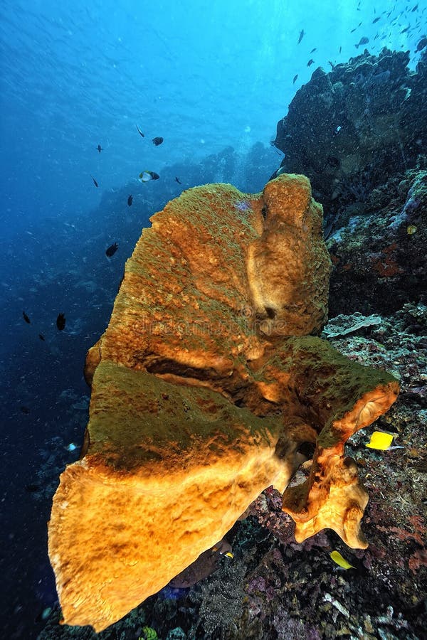 A picture of a big sponge stock photo. Image of fish - 218865406