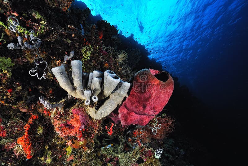 A picture of a big sponge stock photo. Image of fish - 223954896