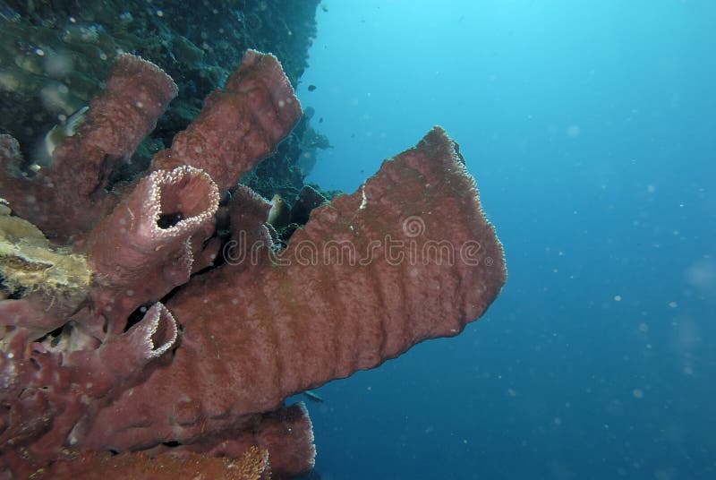 A picture of a big sponge stock image. Image of colors - 224315321