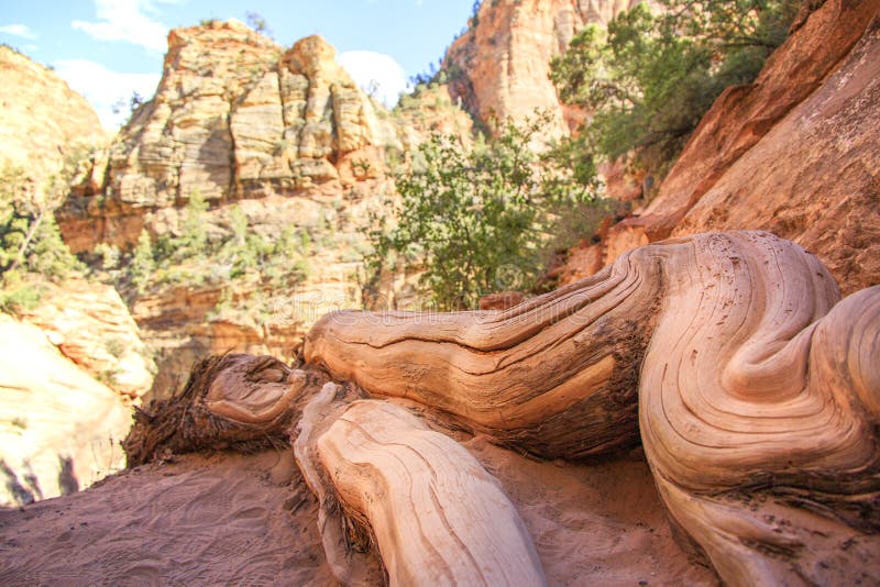 Big Tree Root in Front of a Mountain Desert Setting Stock Image - Image ...