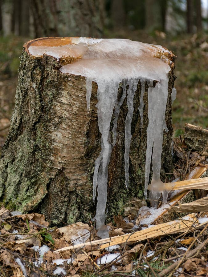 Axe In Birch Stump. Harvesting Wood For The Winter. Wooden Background ...