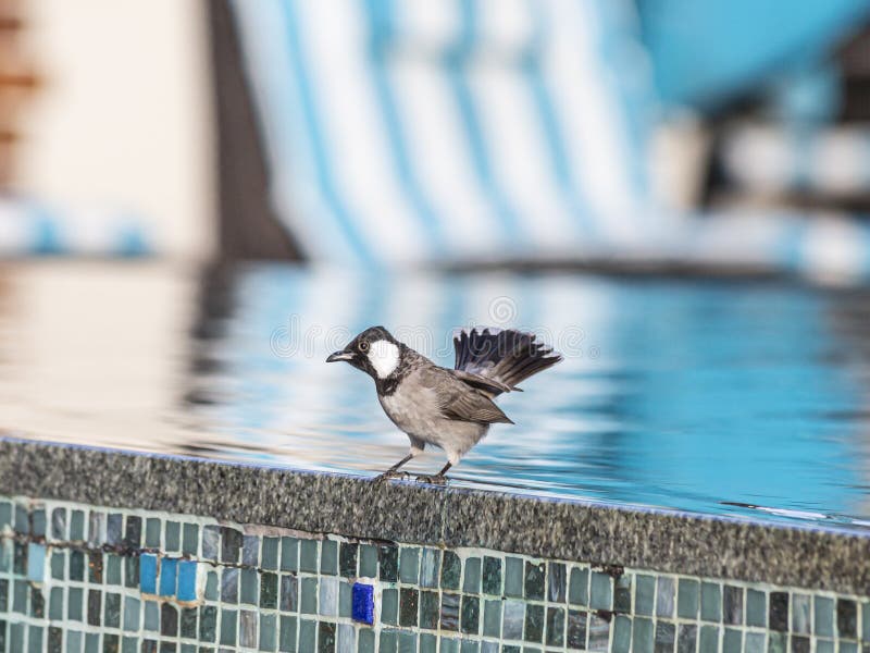 Picture of Bird Sitting on Pool Border in Dubai Stock Photo - Image of ...