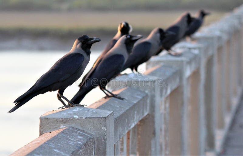 Birds in a row stock image. Image of friend, yellow, yacht - 17962409