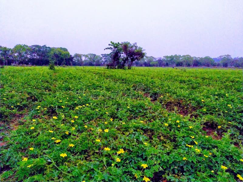 The Picture Bitter Gourd Fields Stock Image - Image of yellow, fields ...