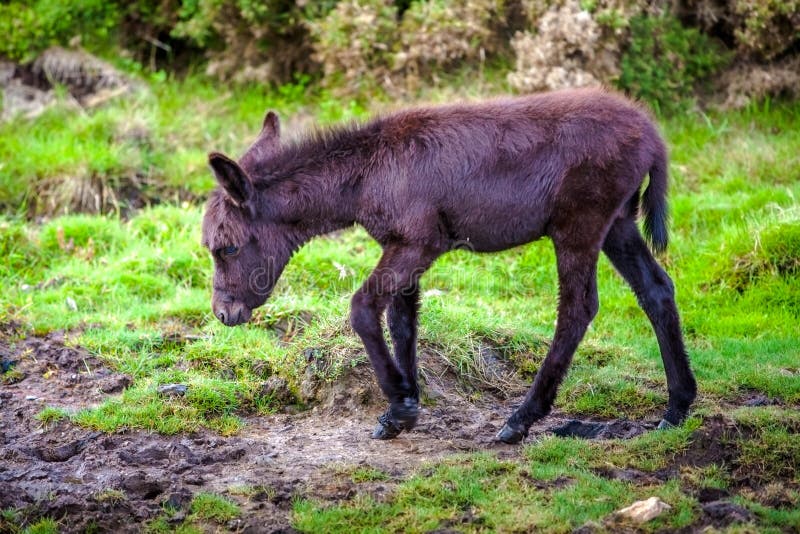 Black baby donkey stock photo. Image of character, black - 246771178
