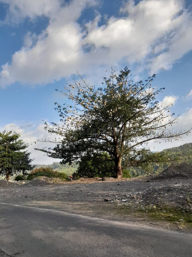 A Picture of a Blue Sky and a Green Tree is a Very Beautiful ...