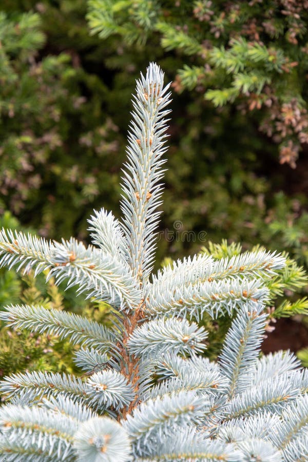 A Picture of Blue Spruce Leaves. Stock Image - Image of conifer, detail ...