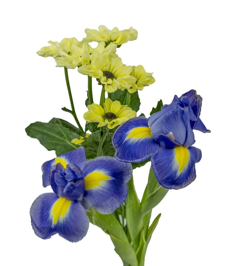 Wonderful blue Iris stock image. Image of hobbies, flower - 285700553