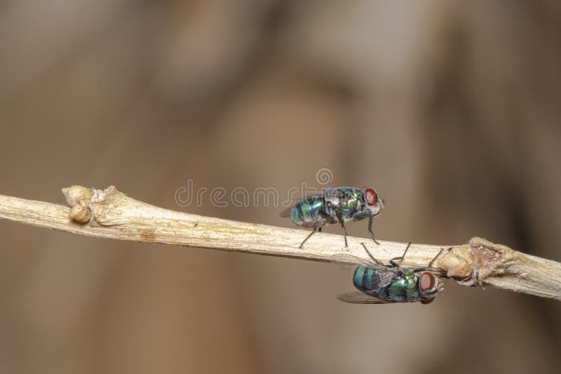 Picture Bluebottle Fly it is One of the Large Flies that are Common in ...