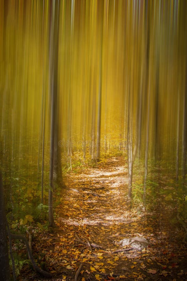 Blurry trees in woods stock photo. Image of abstract - 103028008