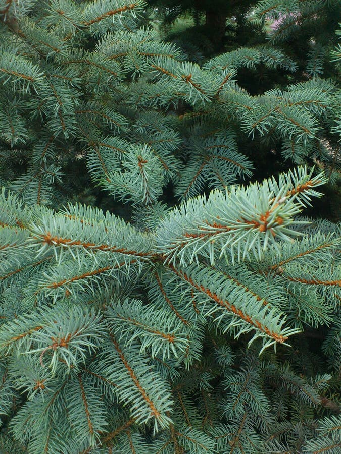 Picture BRANCH of the BLUE FIR Stock Image - Image of lilac, flowers ...