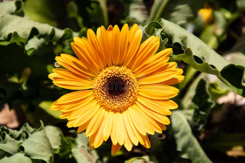 Bright daisy stock image. Image of daisy, bright, floral - 162447055