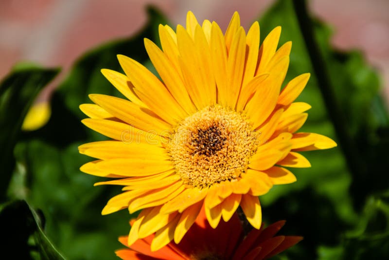 Bright daisy stock photo. Image of petal, daisy, floral - 162447170