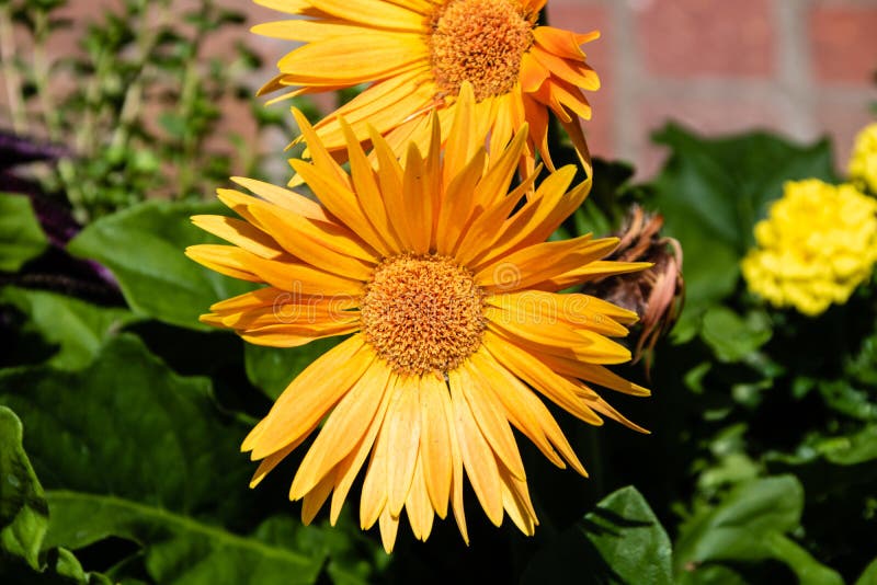 Bright daisy stock photo. Image of flower, green, nature - 162447292