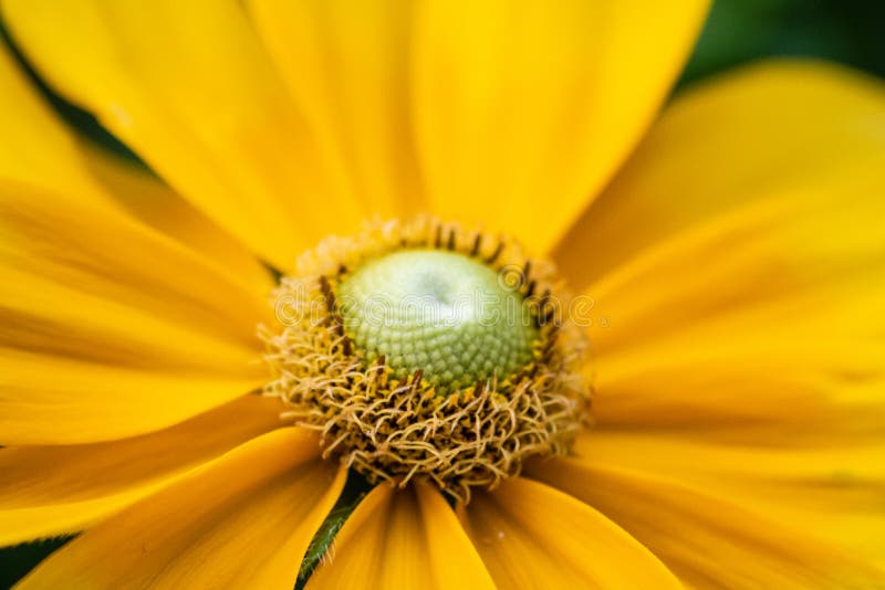 Bright daisy stock image. Image of petal, bright, daisy - 162537637