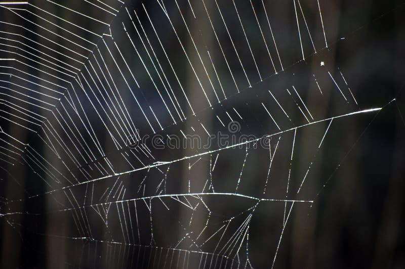 789 Broken Spider Web Stock Photos - Free & Royalty-Free Stock Photos ...