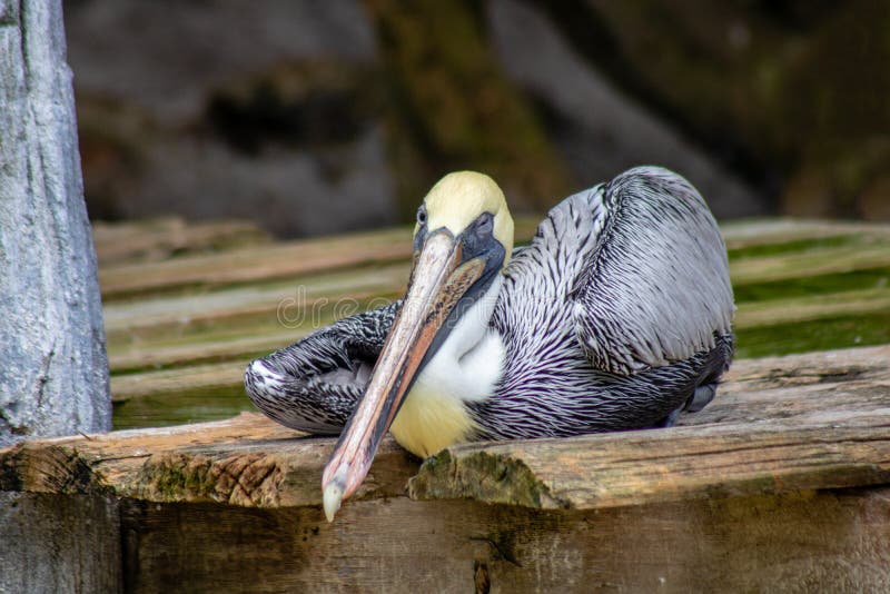 Brown pelican stock image. Image of pelican, brown, eyes - 134735205