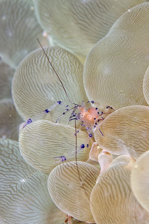 A Picture of a Bubble Coral Shrimp Stock Image - Image of anemone ...