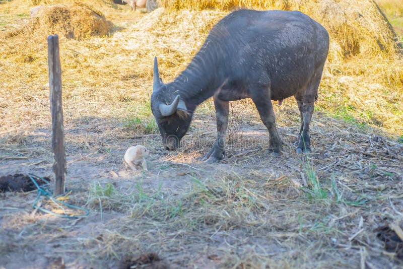 Picture of Buffalo and Small Puppies Playing Stock Photo - Image of ...