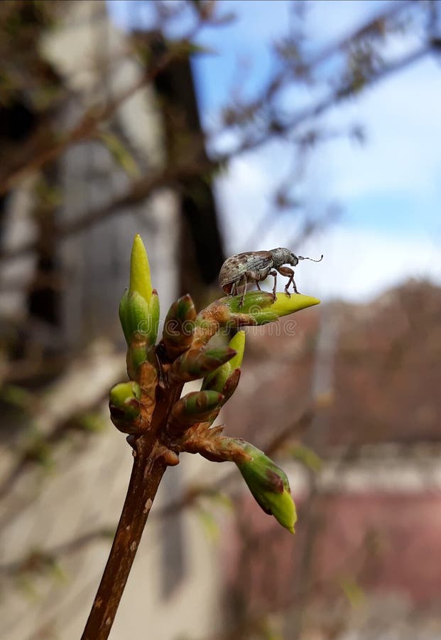 Bug on bud flower stock photo. Image of insect, insects - 113384924