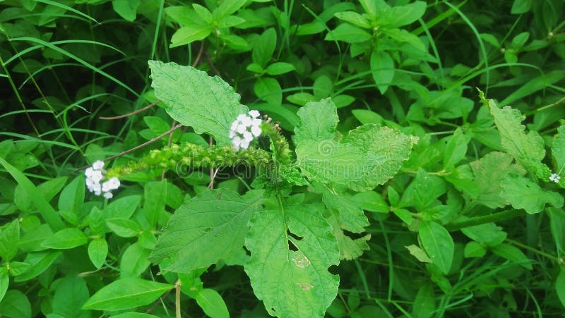 A Picture of Bush Plant with Green Fruit Stock Photo - Image of green ...