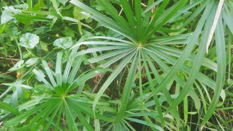A Picture of Bush Plant Seen from Above Stock Image - Image of plant ...