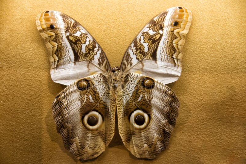 Butterfly Sample in a Museum Case Stock Image - Image of beauty ...