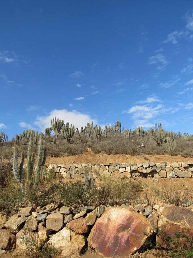 Vegetation in the Desert of Chile Stock Photo - Image of plants, cactus ...