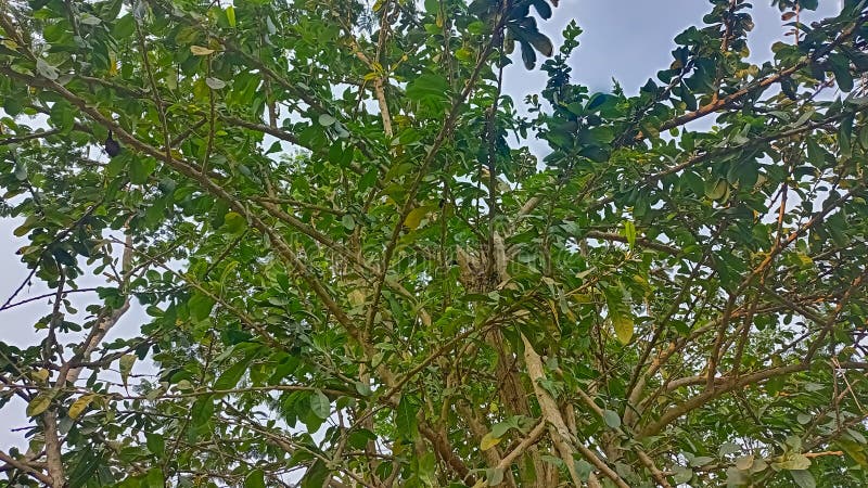 A picture of calabash tree stock photo. Image of food - 290612234