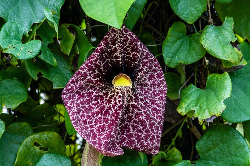 Calico flower stock photo. Image of petal, calico, blossom - 178943538
