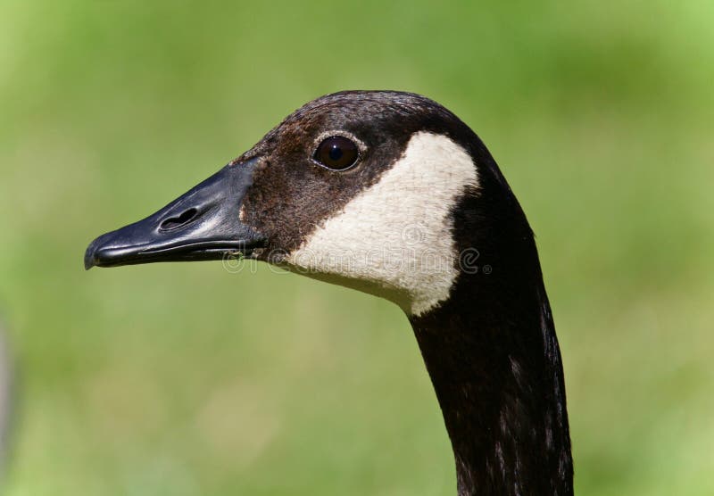 Picture with a Canada Goose Looking in the Camera Stock Photo - Image ...